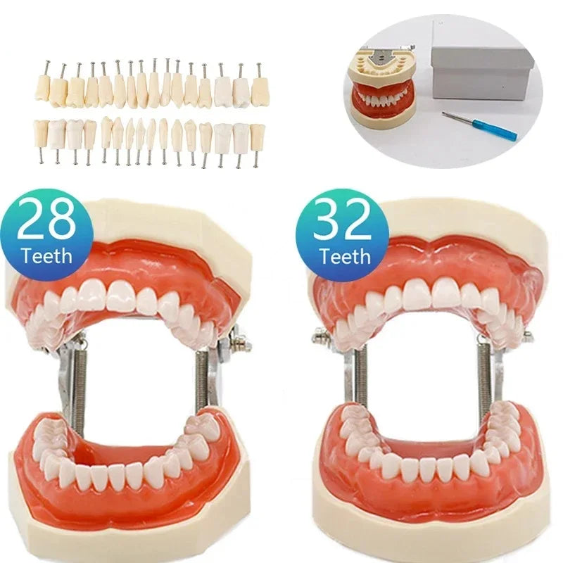 32 Teeth Dental Typodont Model for Dentist Practice – Fitness Products